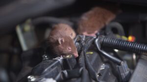 7 Methods to Keep Rodents From Chewing Car Wires