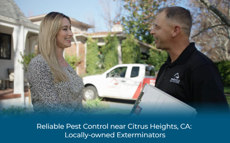 Top Pest Control in Citrus Heights: Trusted Exterminators