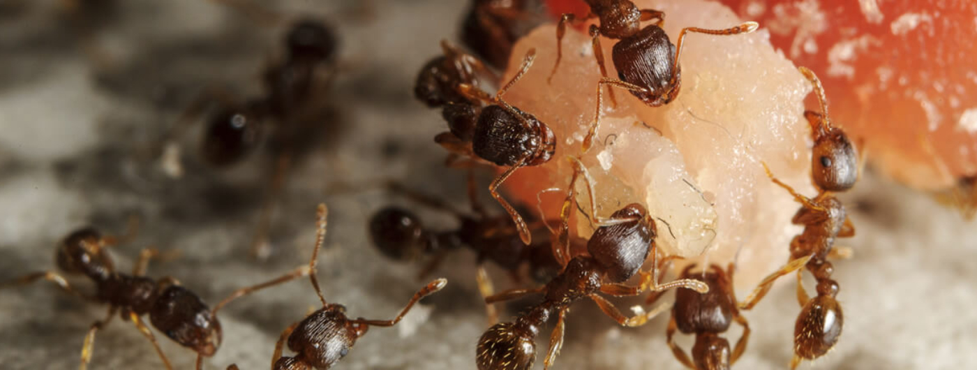 How to Control Ants Inside the House - Pinnacle Pest Control