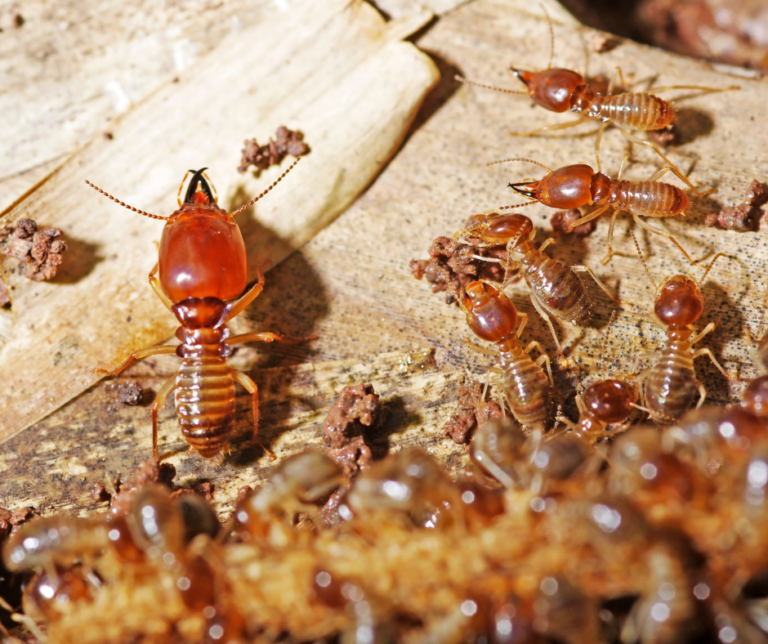 Detecting Termites Early: A Homeowner's Comprehensive Guide